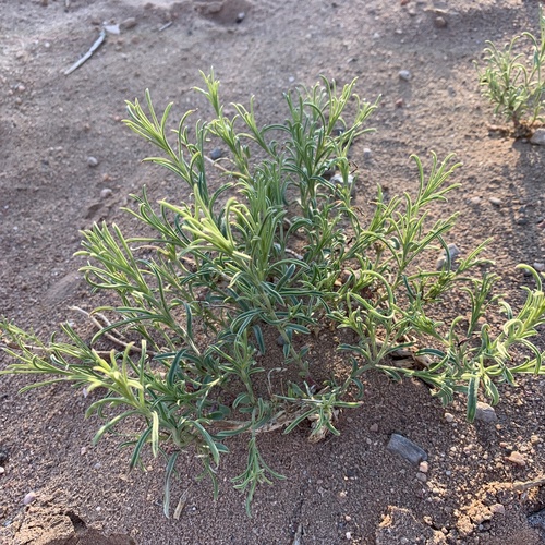 Broom Snakeweed | Search | Native Plant Hub