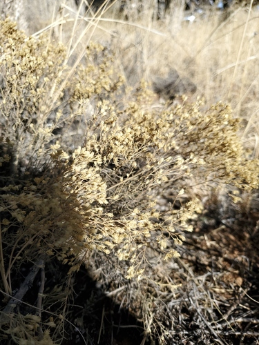 Broom Snakeweed | Search | Native Plant Hub