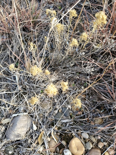 Broom Snakeweed | Search | Native Plant Hub