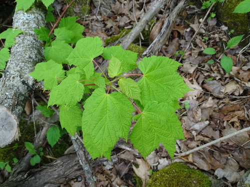 Mountain Maple | Native Plant Hub