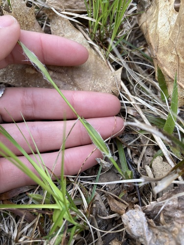 Sweetgrass | Search | Native Plant Hub