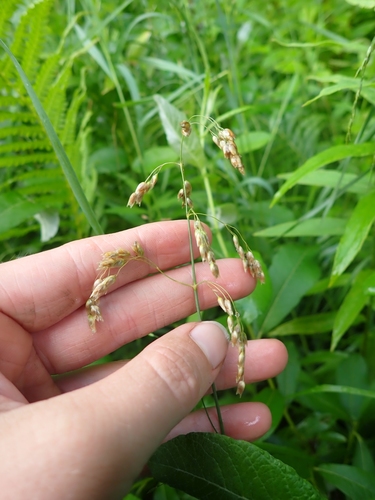 Sweetgrass | Search | Native Plant Hub