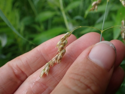 Sweetgrass | Search | Native Plant Hub