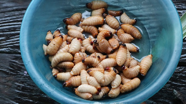 Sabeta si Ulat Sagu - Indonesia Mengajar