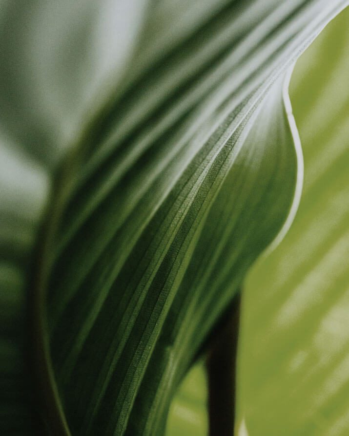 Indications - Haiku Health