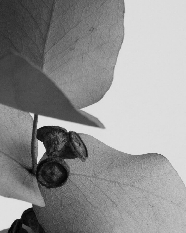 Your Treatment Plan - Haiku Health