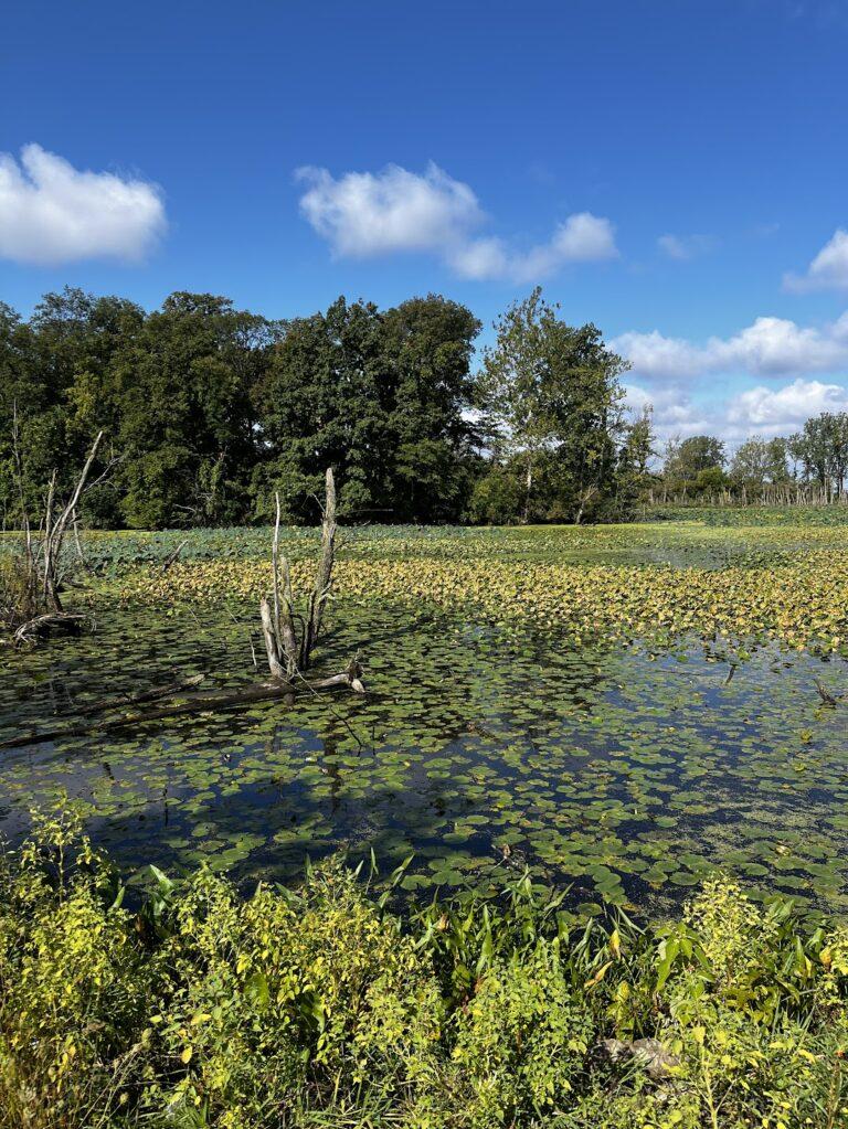 Sheldon Marsh State Nature Preserve Its Just Life