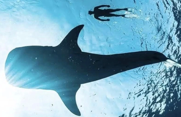 How Bariatric Surgery Helped Guinness World Record Free Diver Take His ...