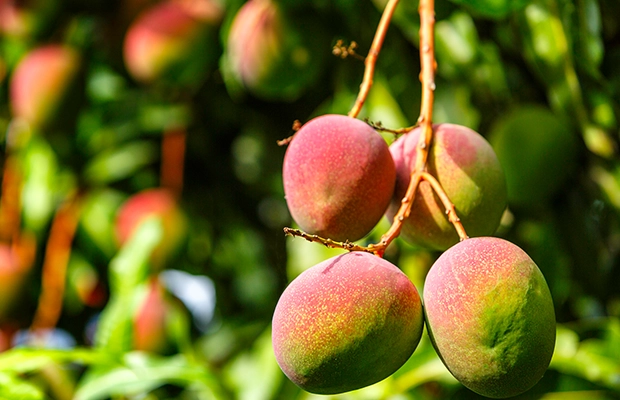 Mango Mania in Miami: Discover the Health Benefits of This Fiber-Rich ...
