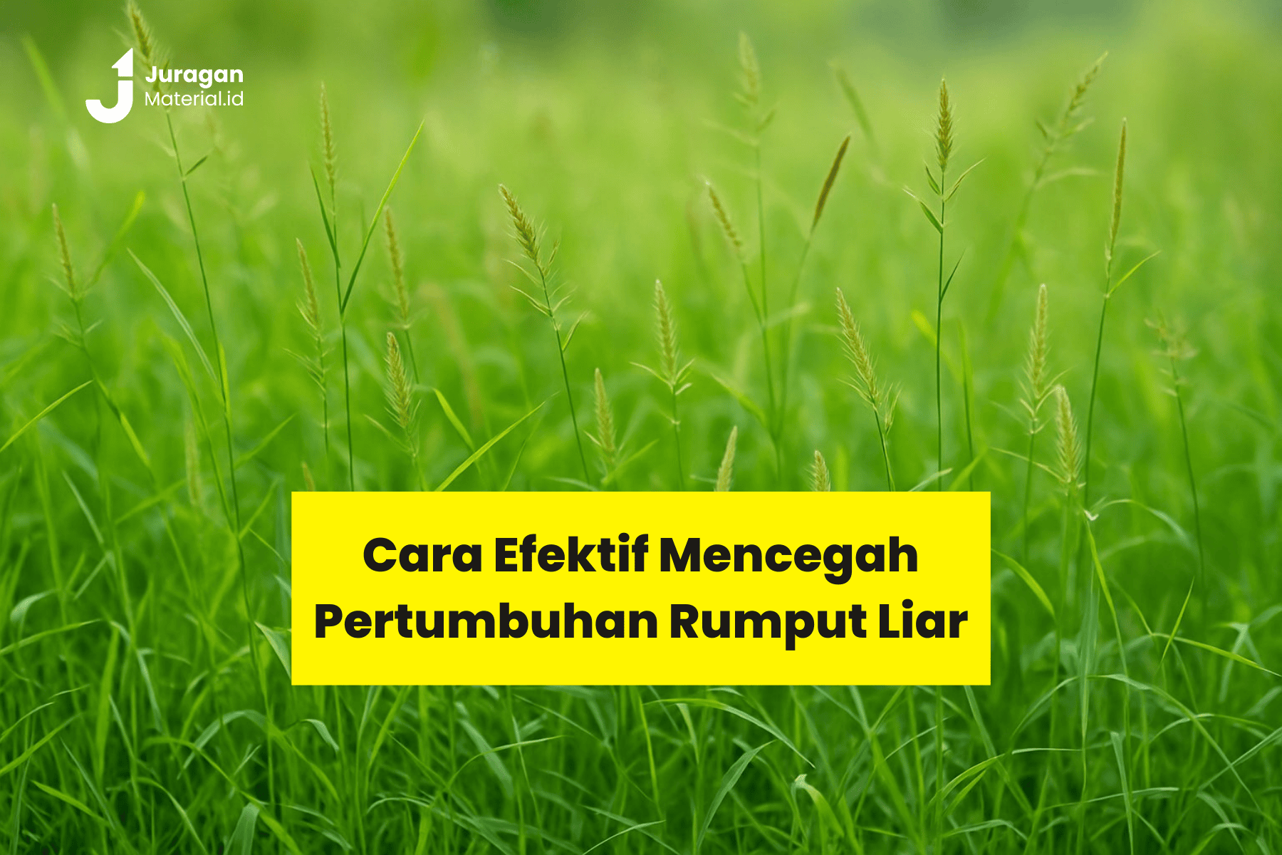5 Cara Ampuh Mencegah Rumput Liar di Halaman Rumah: Solusi Praktis ...