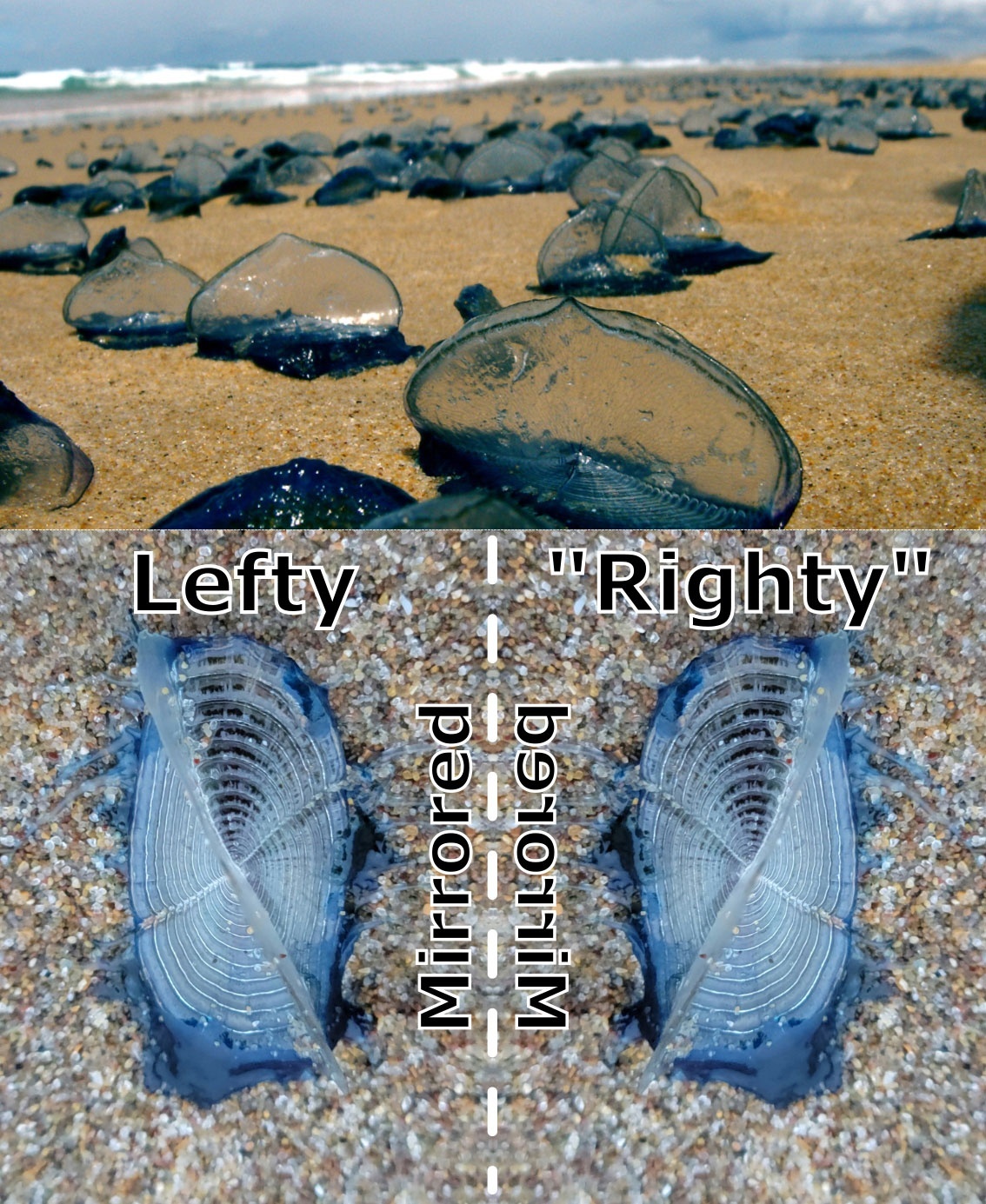 The High Seas at Your Fingertips: A Case Study of the Living Sailor ...