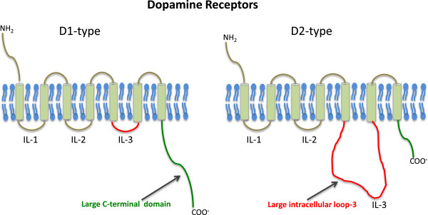 Dopamine Receptors