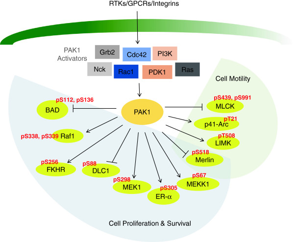 The role of p21-activated kinases in hepatocellular carcinoma metastasis | Journal of Molecular ...