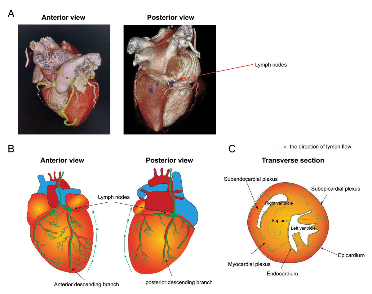 Role of Lymphangiogenesis in Cardiac Repair and Regeneration ...