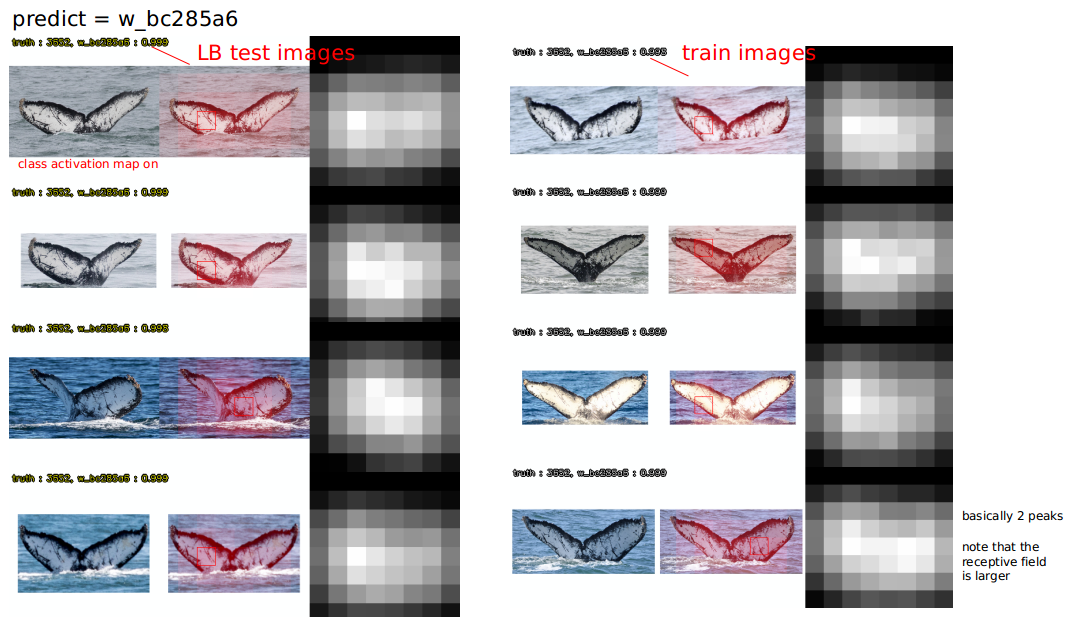 Humpback Whale Identification | Kaggle