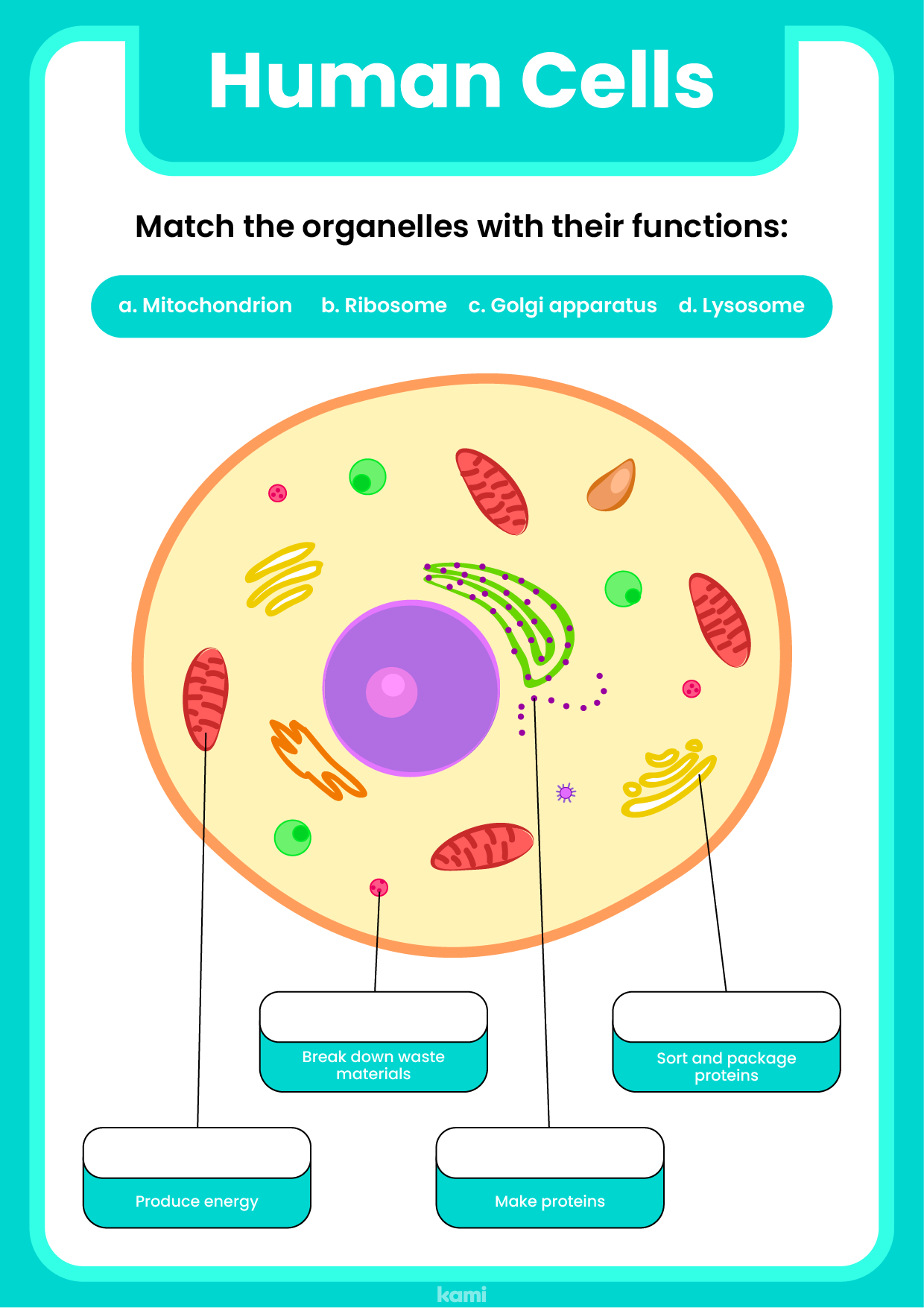Human Cells Worksheet for Teachers | Perfect for grades 10th, 11th ...