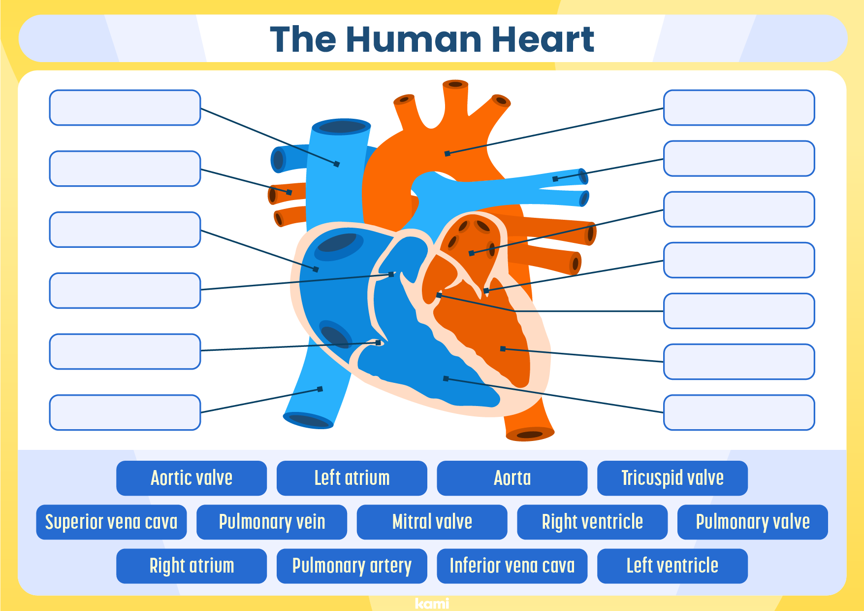 Human Heart Labelling Activity for Teachers | Perfect for grades 10th ...