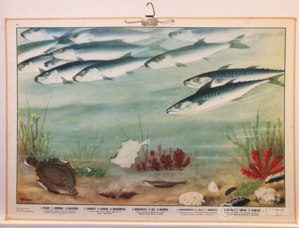 Koulun opetustaulu Punakampela, Silli ja Makrilli – Kiertonet.fi