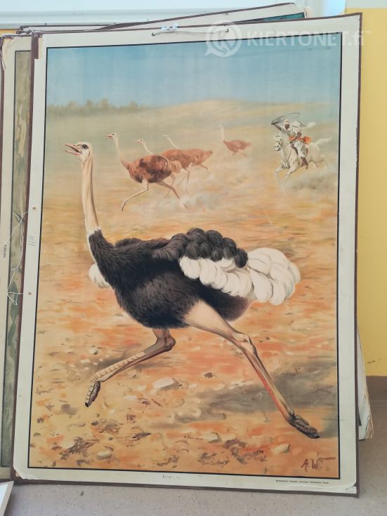 134. Strutsi opetustaulu – Kiertonet.fi