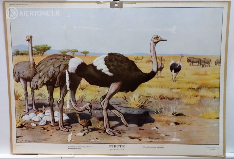 Koulun opetustaulu "Strutsi" – Kiertonet.fi