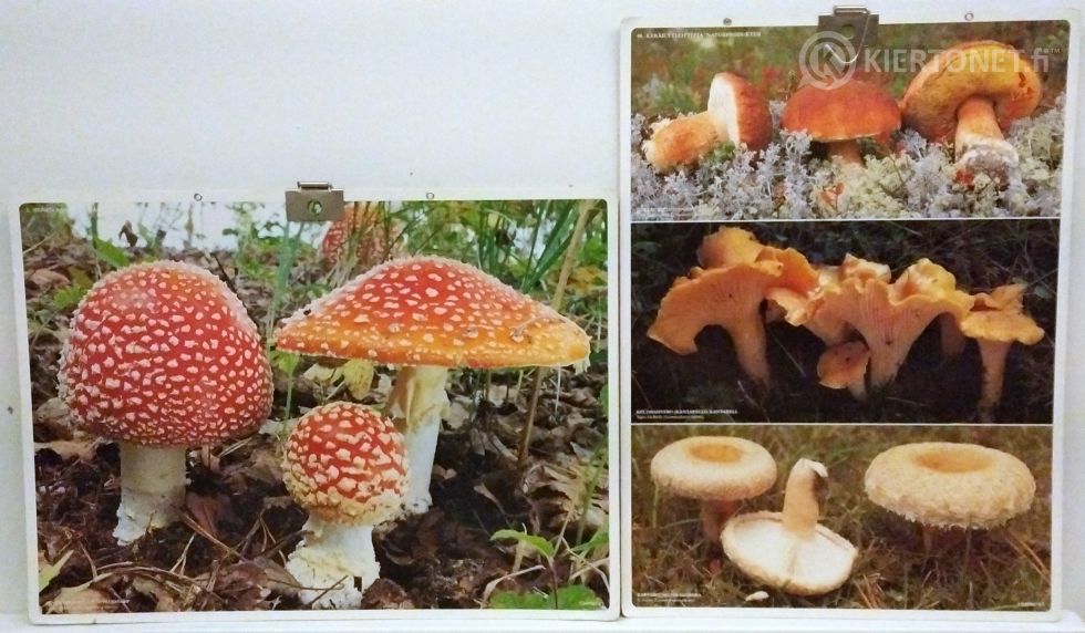 Koulun opetustaulut - 2. Sienen rakenne ja 48. Keräilytuotteita ...