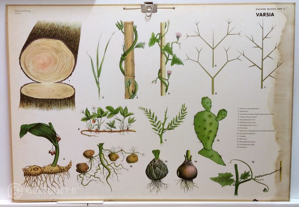 Koulun opetustaulu - Kasvien muoto-oppi 3, varsia – Kiertonet.fi