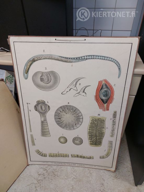 Opetustaulu, Lapamato – Kiertonet.fi