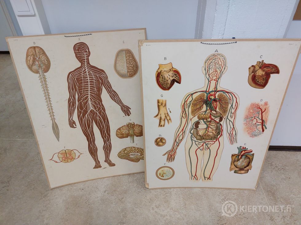 Opetustaulu, ihmisen keho 2 kpl:tta – Kiertonet.fi