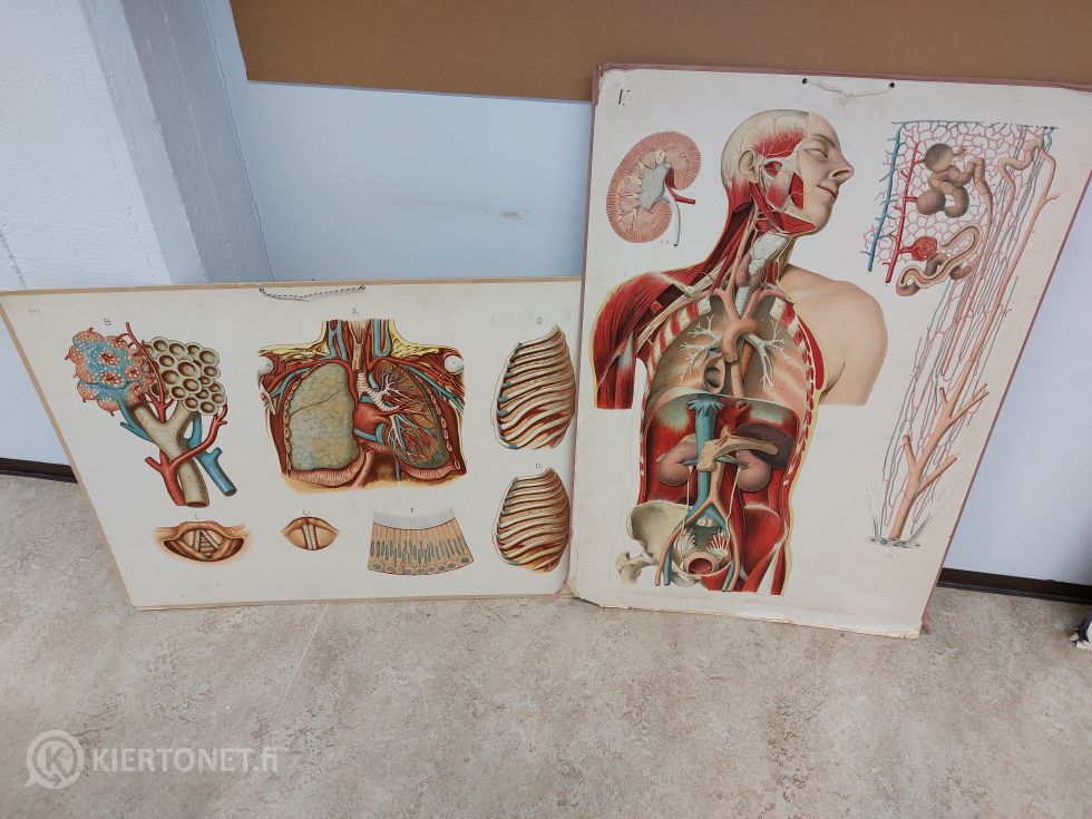 Opetustaulut, ihmisen rintalasta ja sydän, 2 kpl:tta tauluja ...