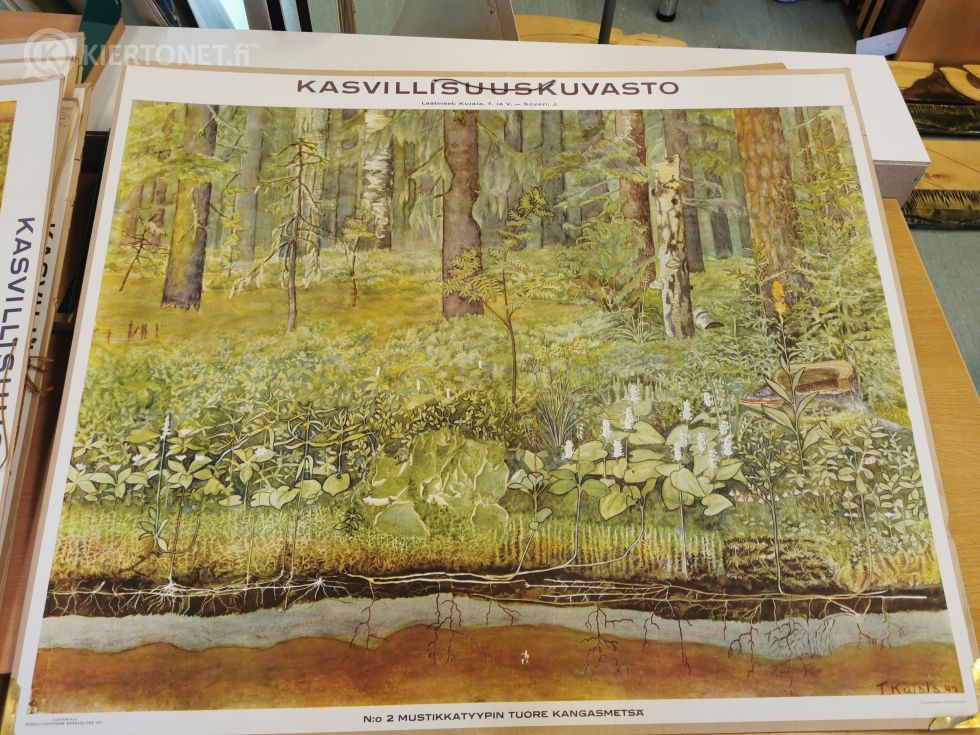 Opetustaulu Mustikkatyypin tuore kangasmetsä (737) – Kiertonet.fi