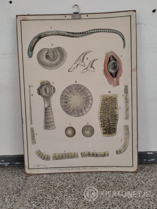 Opetustaulu lapamato 783 – Kiertonet.fi