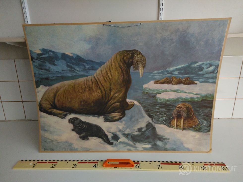 Opetuskuva, mursu – Kiertonet.fi