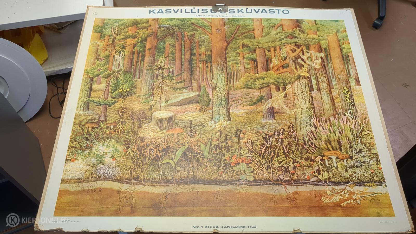 Opetustaulu, kuiva kangasmetsä – Kiertonet.fi