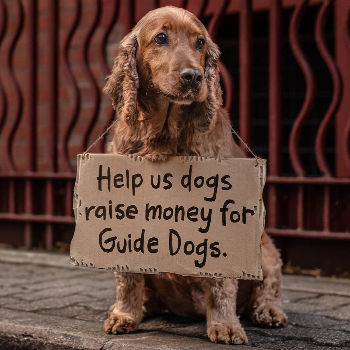 Dogs Unite - Guide Dogs Day - KWP and Partners