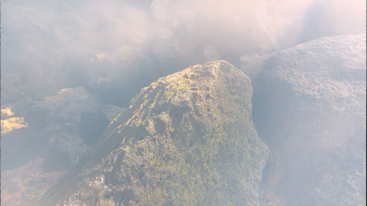 Mirror of the Virgin Forest | Labocine