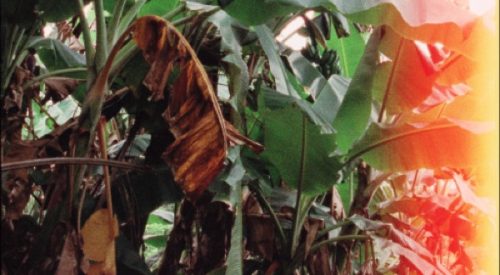 Becoming Extinct (Wild Grass) | Labocine