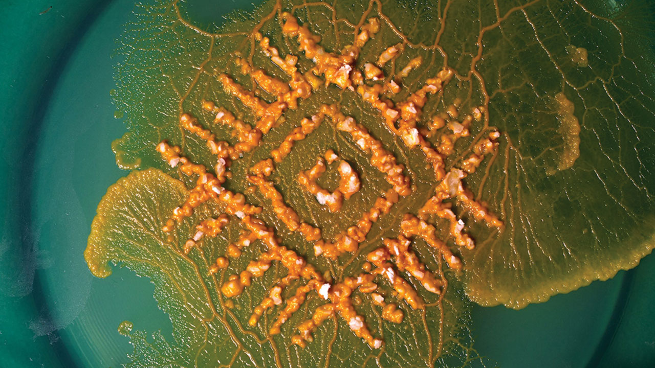 Time of a Slime Mold | Labocine