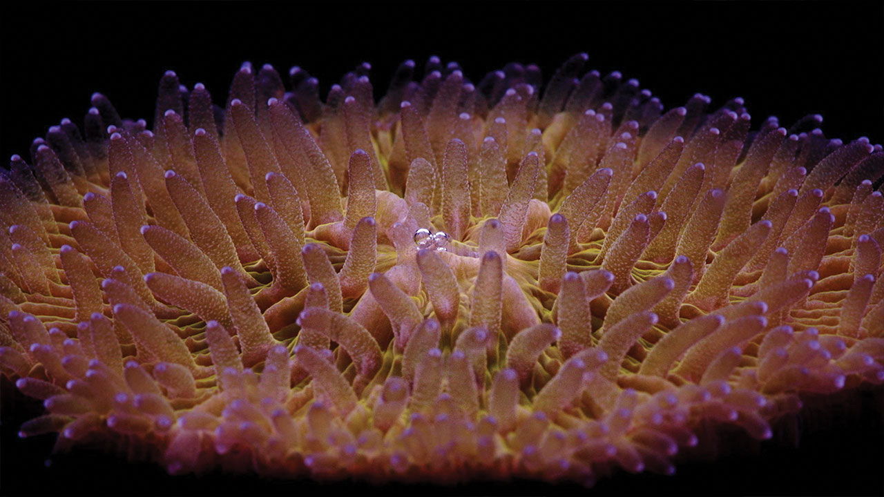 Silent Extinction | Labocine