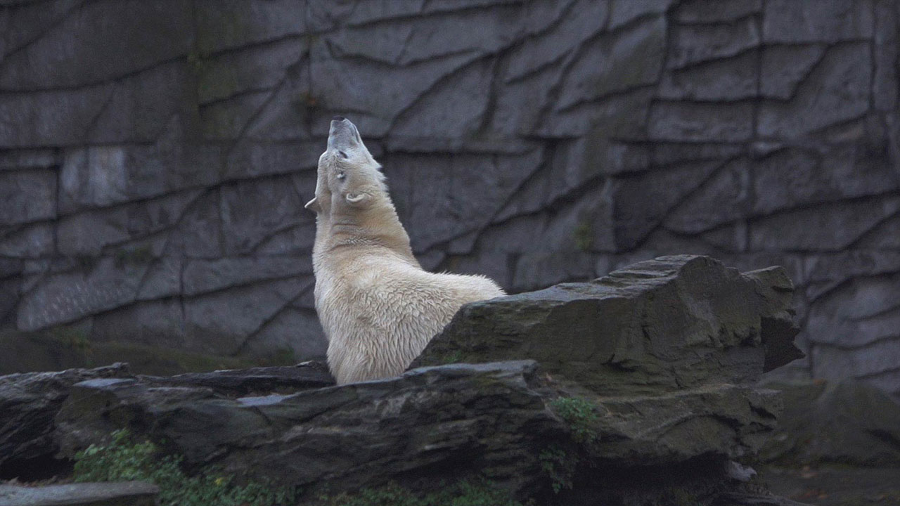 An echo in the shadow | Labocine