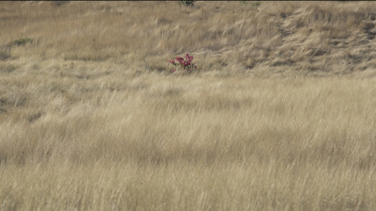 Paradise (2025) | Labocine