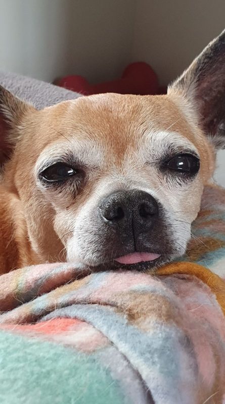 Feliz Día del Perro a los mejores amigos de los seguidores de La Hora