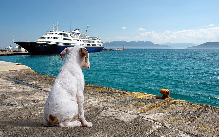Vacations with your dog | Let’s Ferry