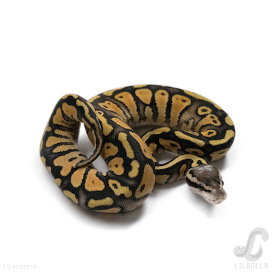 販売個体一覧 | Lil Balls ~ ボールパイソンブリーダーの営む、ボールパイソン専門店