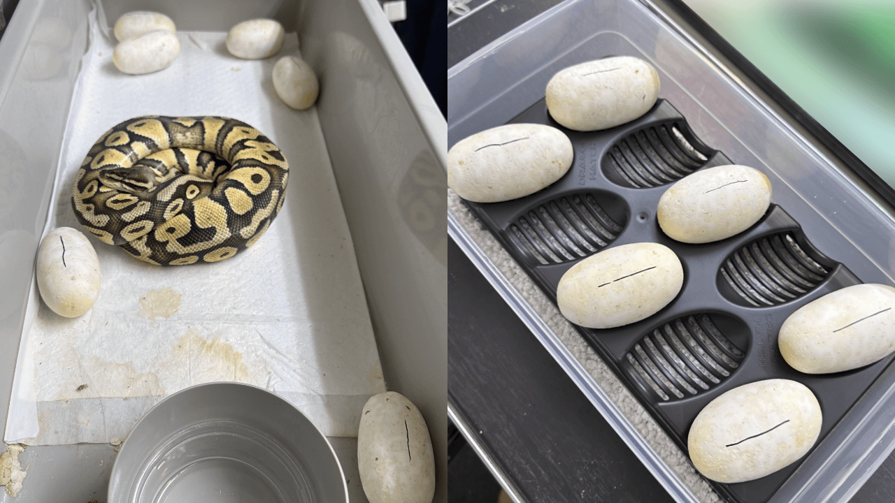 Pastel TSK Axanthic het DG × Super Pastel DH TSK Axanthic DG のブリード履歴 | Lil Balls ~ ボールパイソンブリーダーの ...