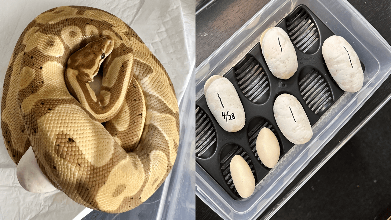 Black Head Mojave or Banana Bumble Bee × Banana Leopard のブリード履歴 | Lil Balls ~ ボールパイソンブリーダーの営む ...