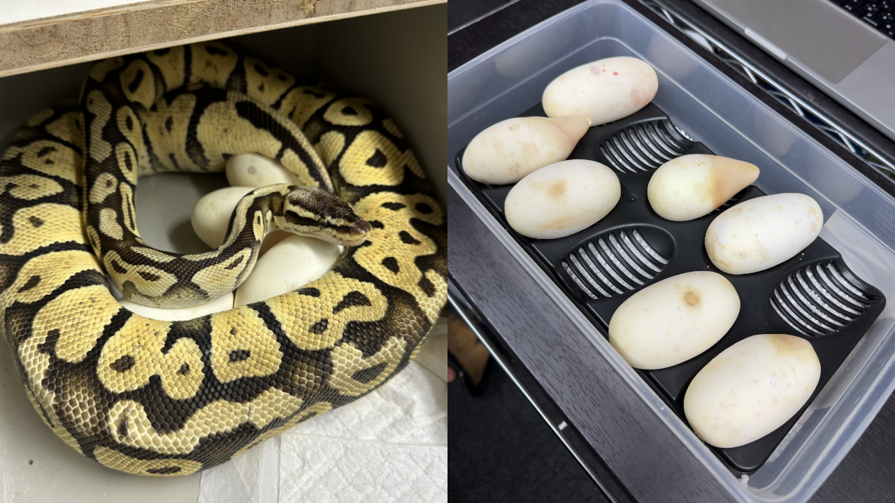 Pastel TSK Axanthic het DG × Super Pastel DH TSK Axanthic DG のブリード履歴 | Lil Balls ~ ボールパイソンブリーダーの ...