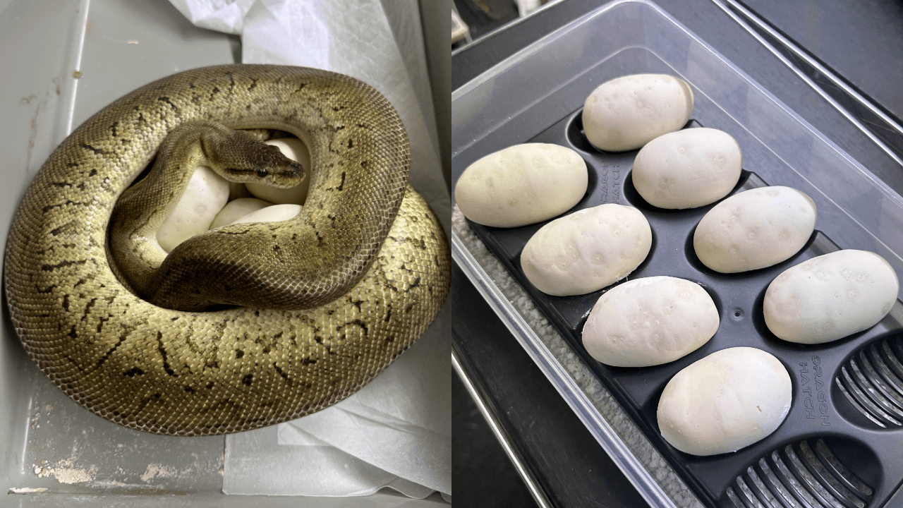 Lesser Leopard Clown × Black Pastel Pastel Pinstripe のブリード履歴 | Lil Balls ~ ボールパイソンブリーダーの営む、ボール ...