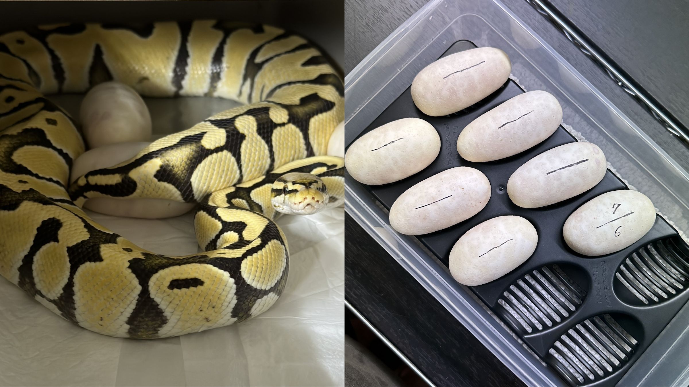 Pastel TSK het DG × Pastel DG 66% het TSK のブリード履歴 | Lil Balls ~ ボールパイソンブリーダーの営む、ボールパイソン専門店