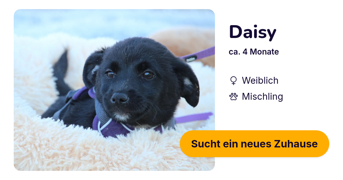Daisy - 5 Monate Hund SOS Vergessene Pfoten e.V. | Mischl... | Hunde ...
