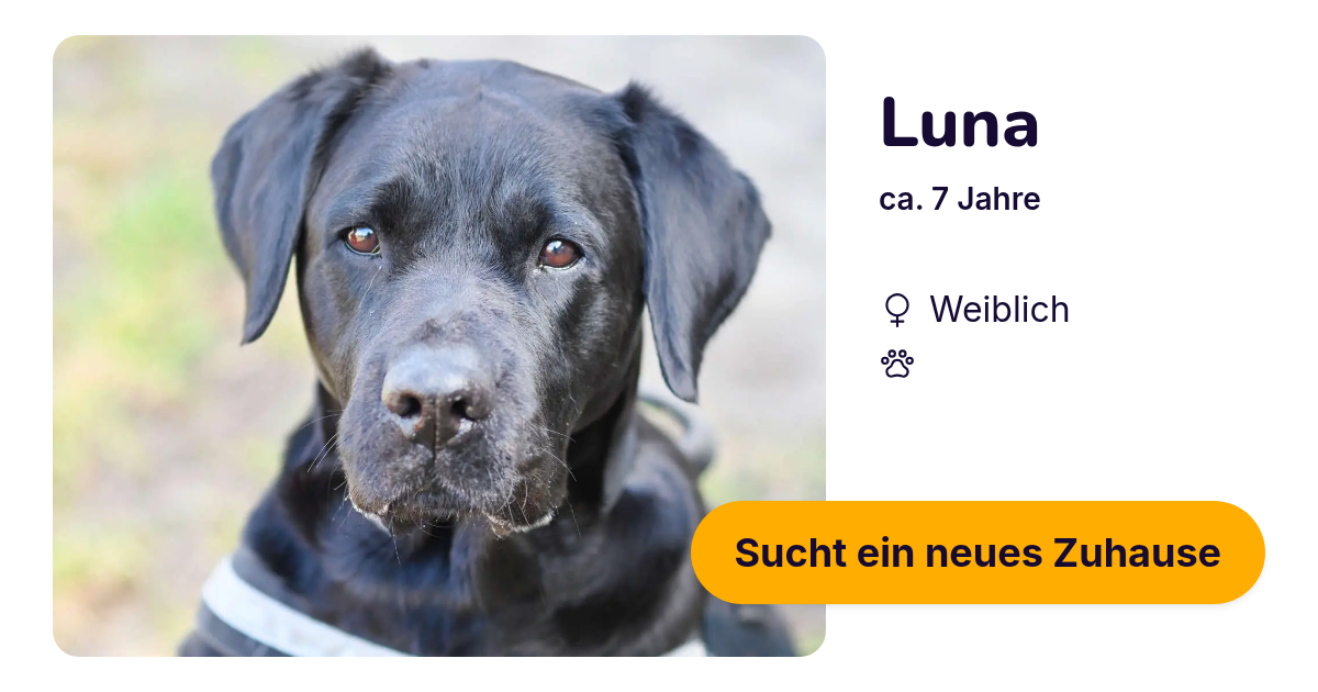 Luna - 7 Jahre Hund Tierheim Berlin | Hunde & Katzen Online Adoptieren ...